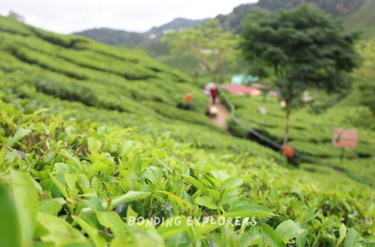 Are the Cameron Highlands Malaysia Worth Visiting? A Complete Family ...