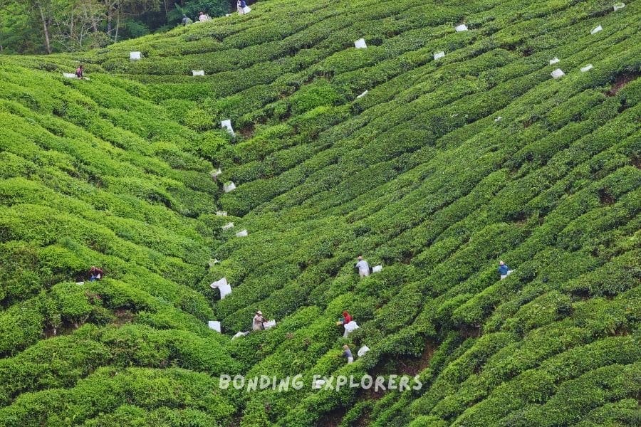 Are the Cameron Highlands Malaysia Worth Visiting? A Complete Family ...